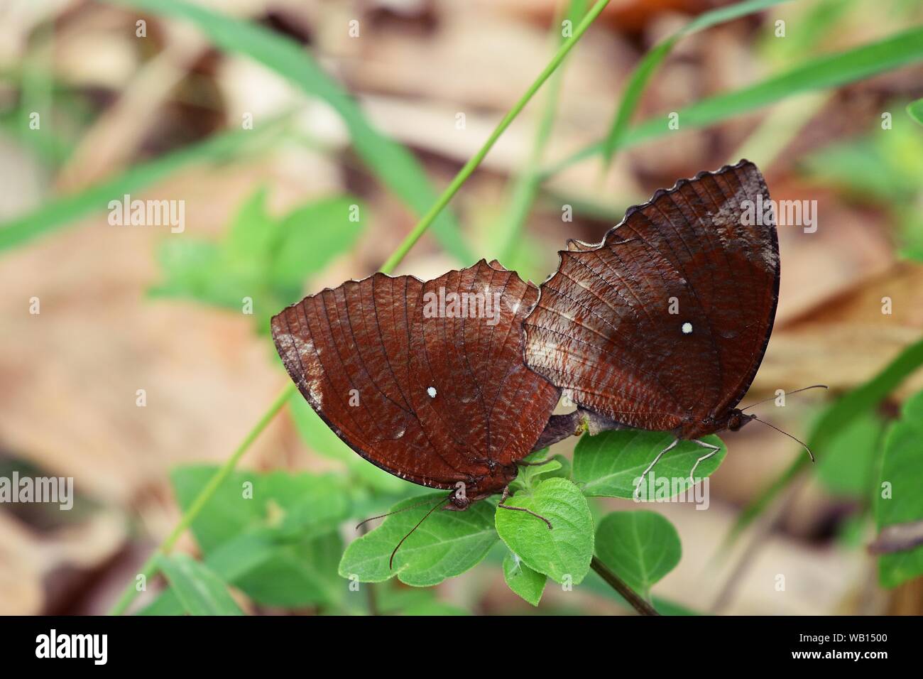 The Common Palmfly butterfly , Brown butterflies are breeding on green ...