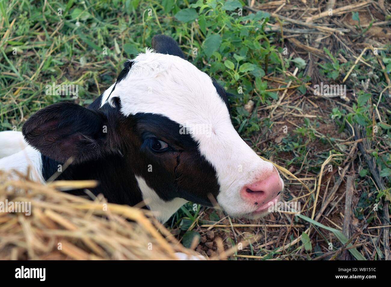One black and white cow hi-res stock photography and images - Alamy