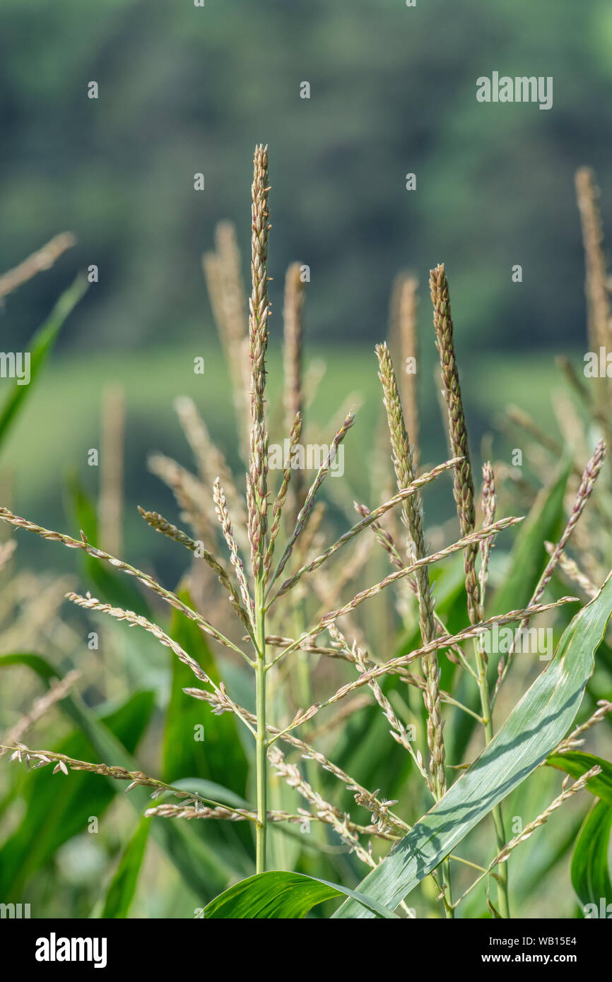Maize / Sweetcorn / Zea mays growing in Cornwall field. Male flower ...