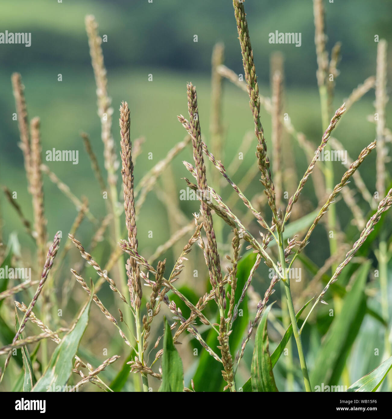 Maize flowers hi-res stock photography and images - Alamy