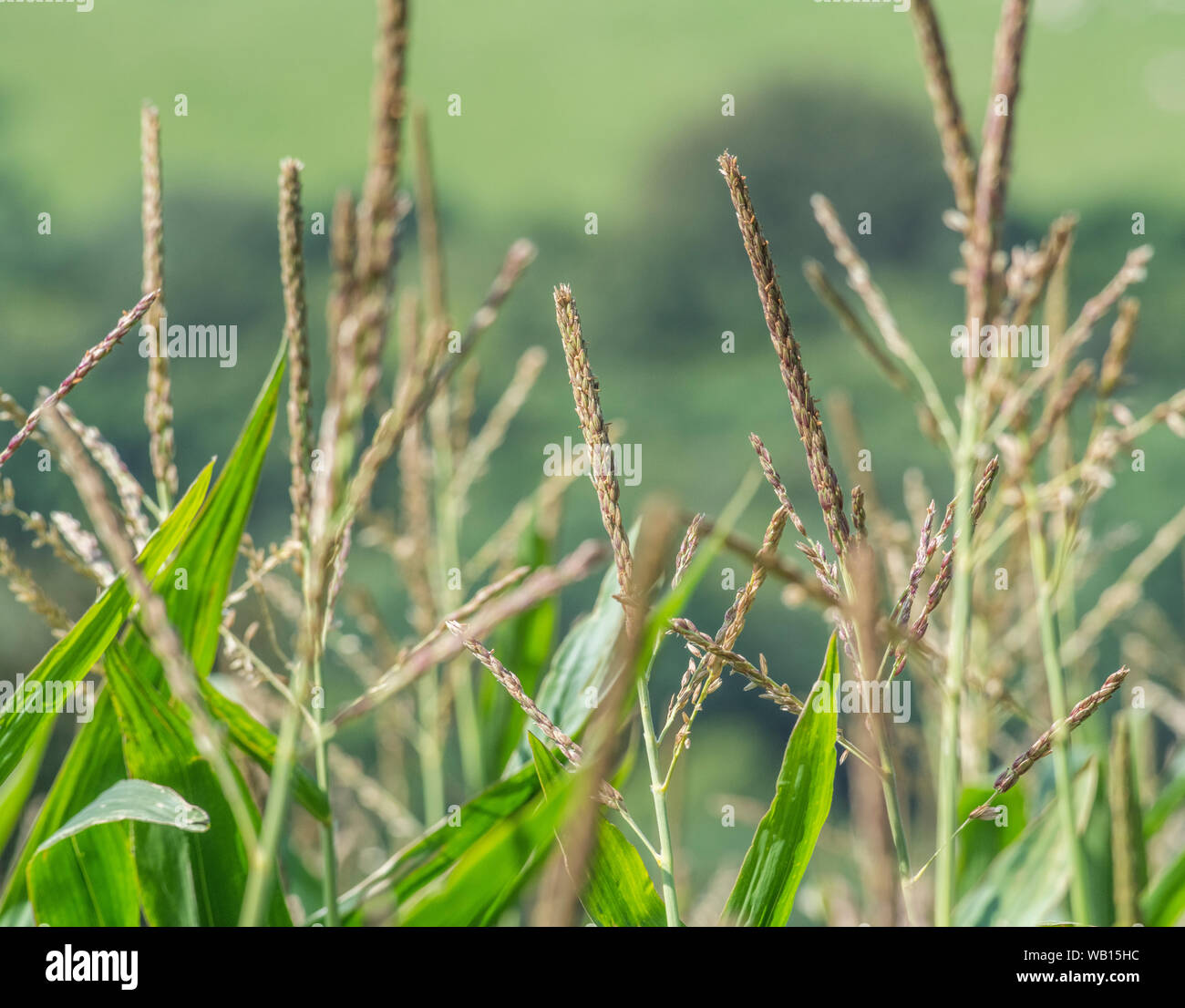 Maize / Sweetcorn / Zea mays growing in Cornwall field. Male flower ...