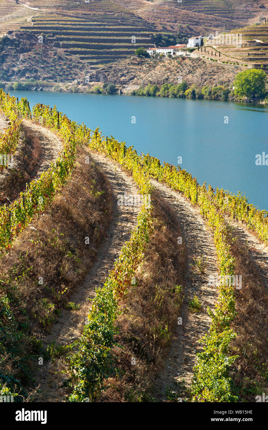 Vineyards in douro hi-res stock photography and images - Alamy