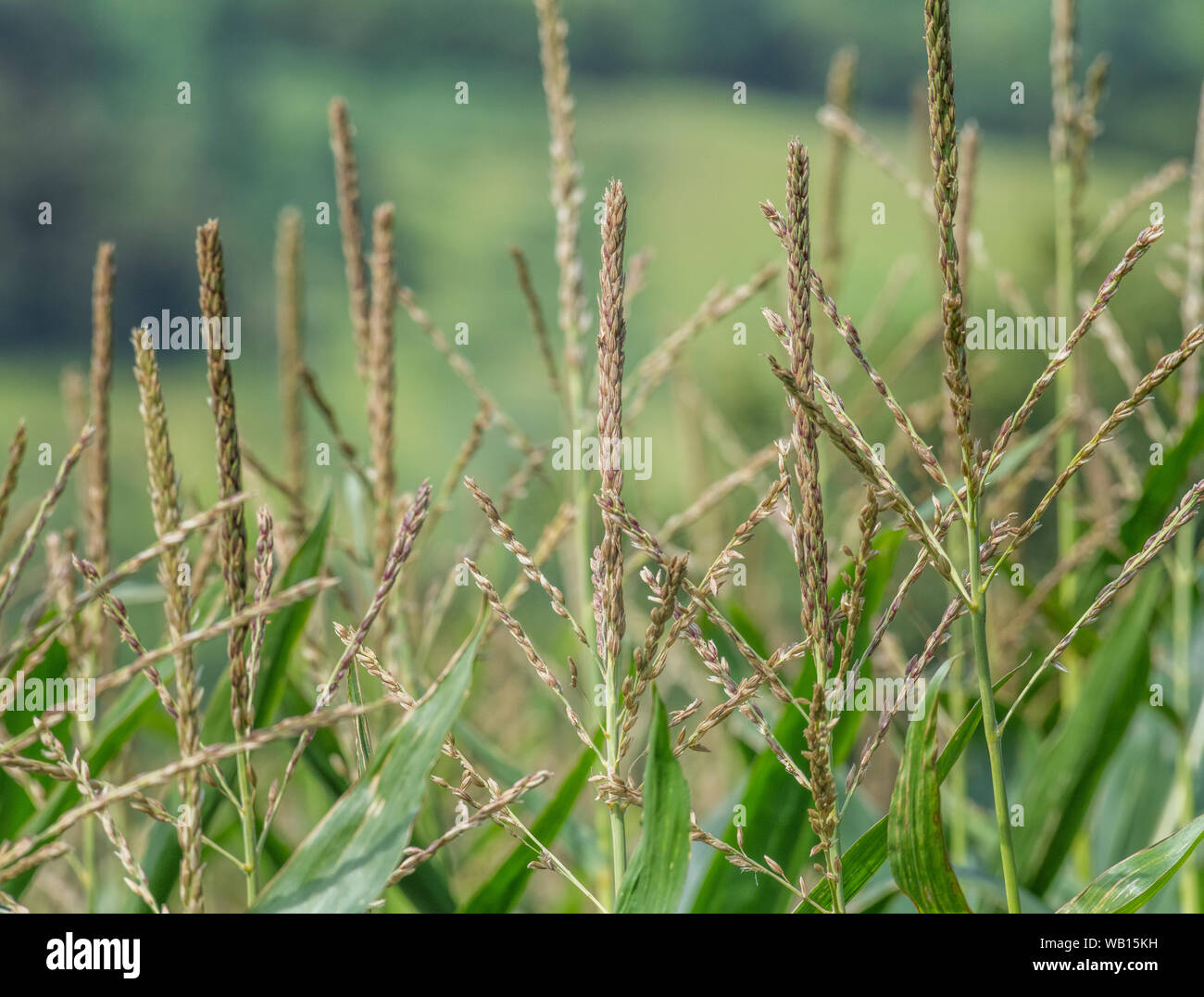 Maize flower hi-res stock photography and images - Alamy