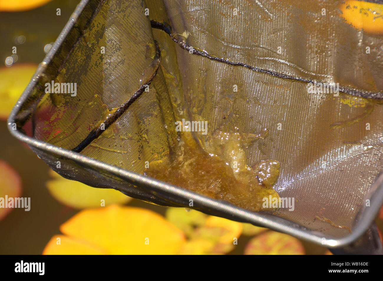 dip net filled with slimy cynobacteria or cyanophyta or blue-green ...