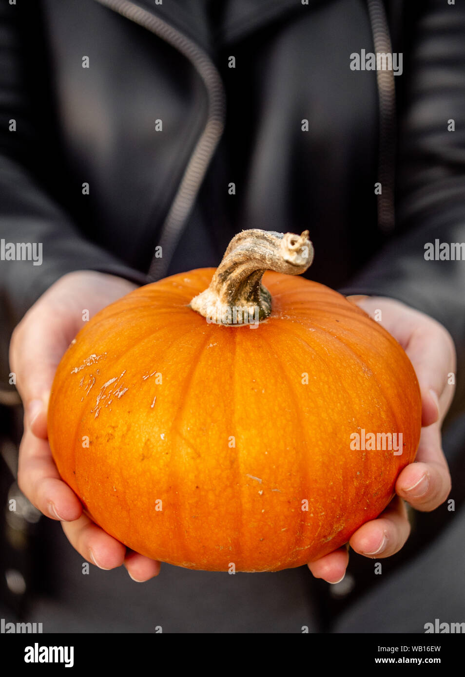 Women with pumpkins hi-res stock photography and images - Alamy