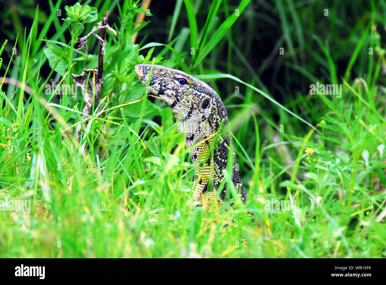 Monitor lizard face hi-res stock photography and images - Alamy