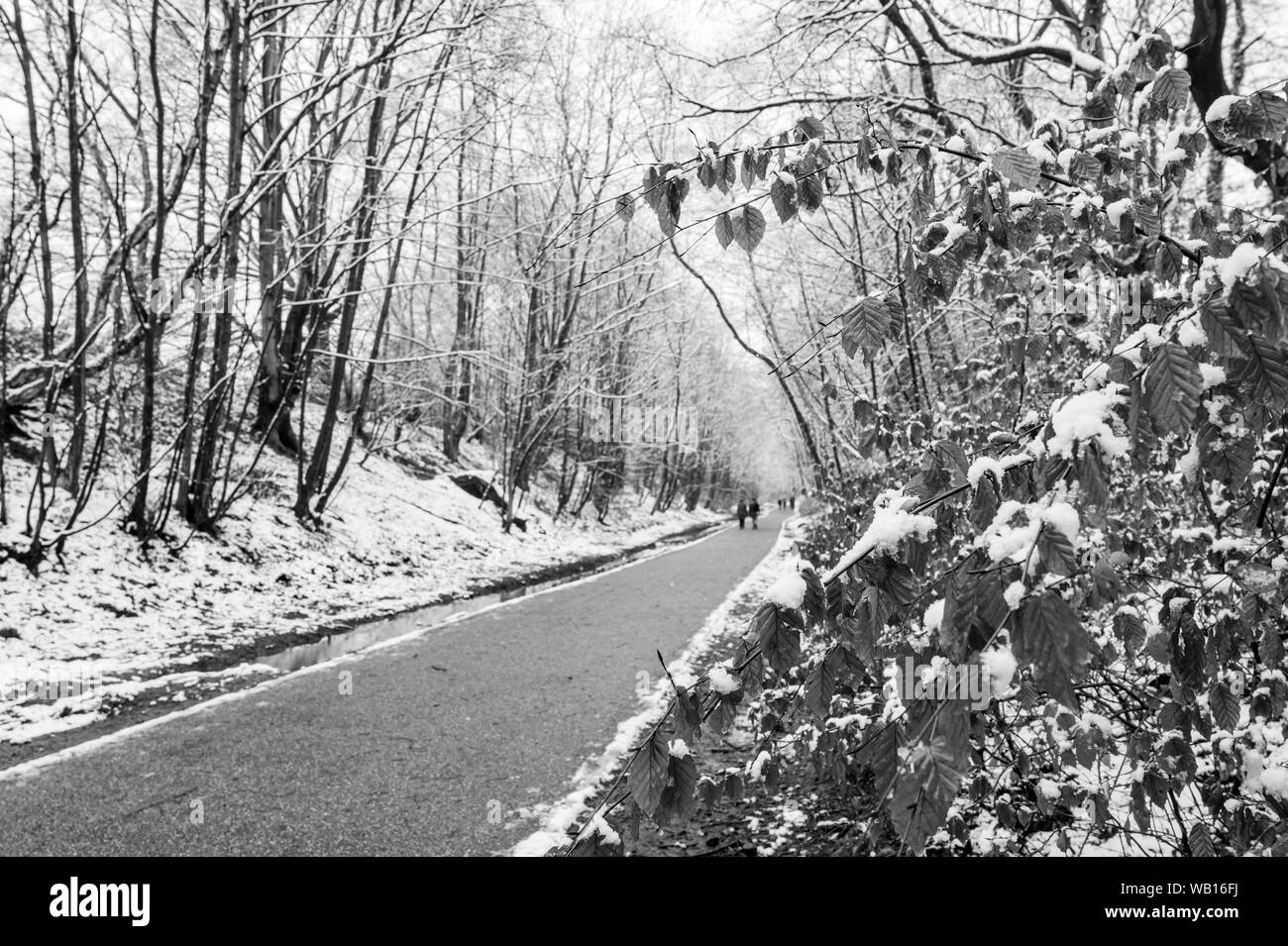 Tyldesley Loopline Walkway, Worsley, Salford, Manchester Stock Photo ...