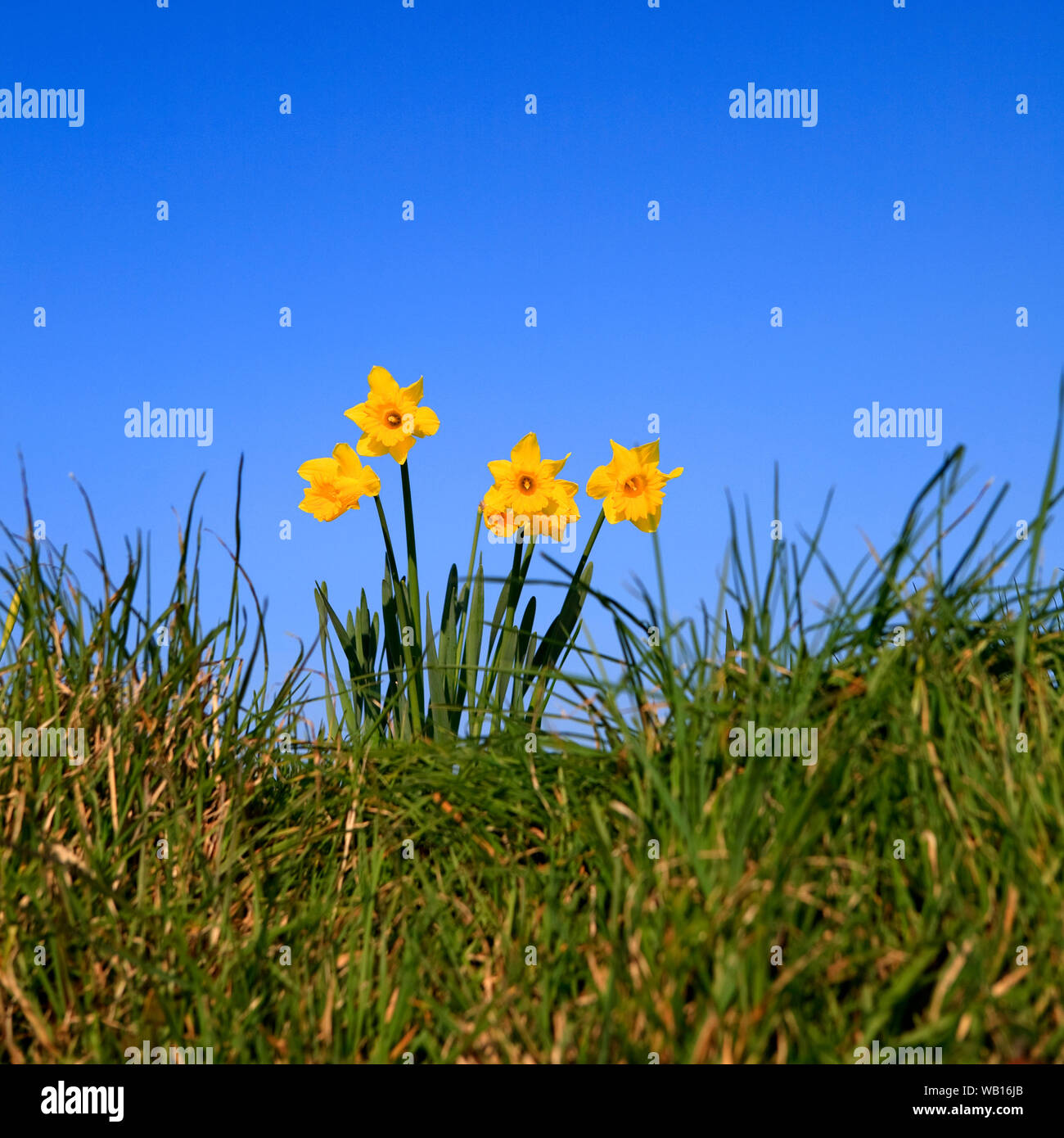 A bunch of daffodils growing wild in a field, against a cloudless blue ...