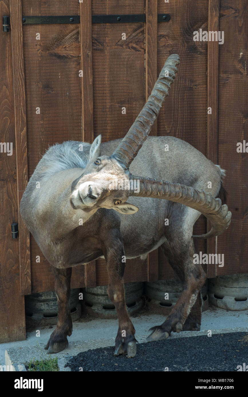Scratch horns hi-res stock photography and images - Alamy
