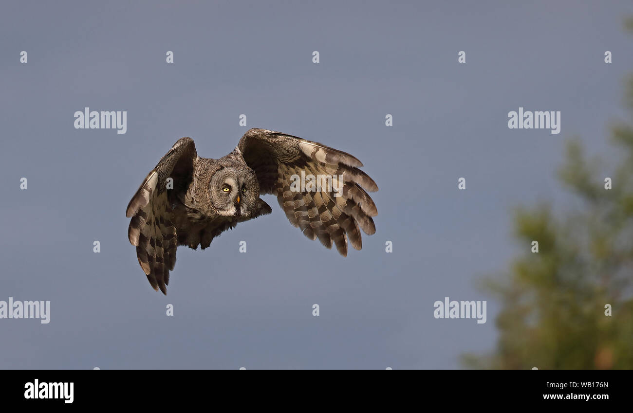 Great gray owl flying hi-res stock photography and images - Alamy