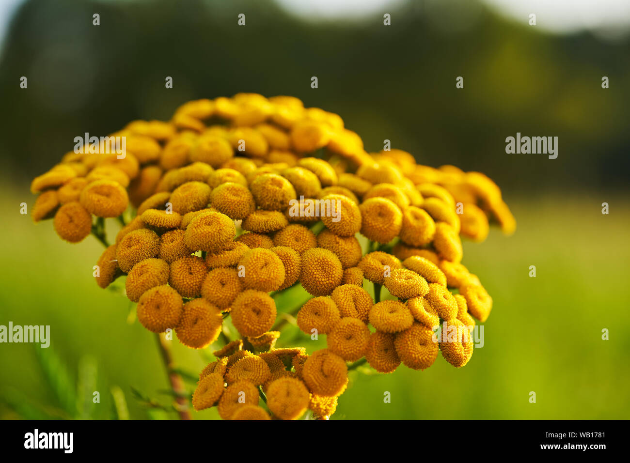 Yellow tansy flowers,Tanacetum vulgare. Background with colors Stock ...