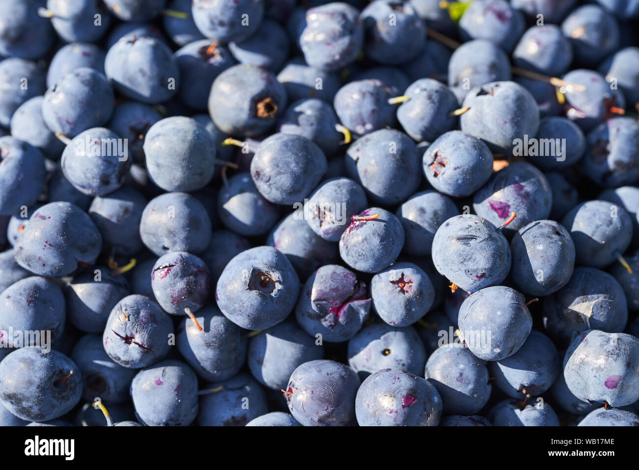 Fresh blueberry background. Texture blueberry berries close up Stock ...