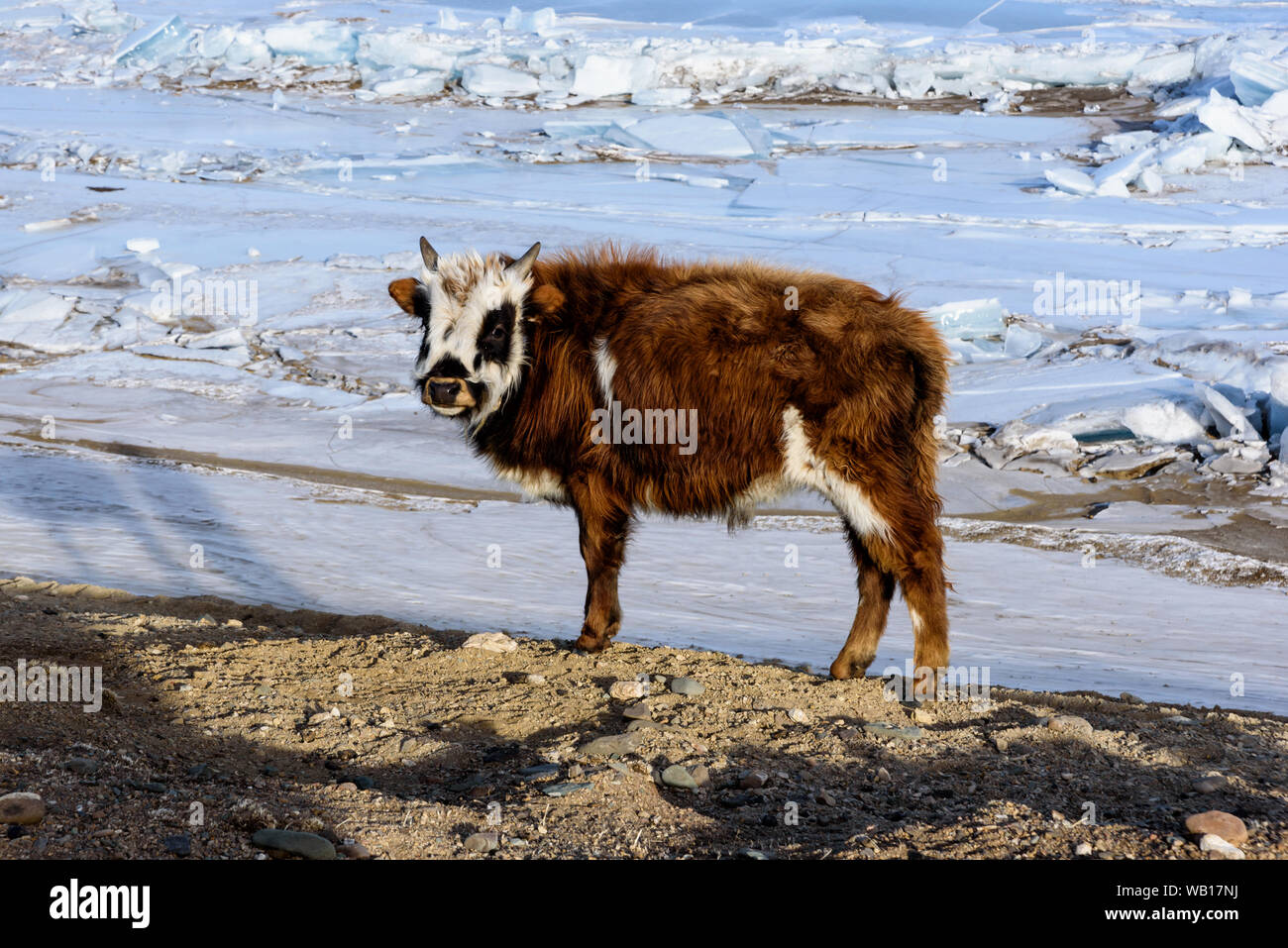 White brown cow hi-res stock photography and images - Alamy