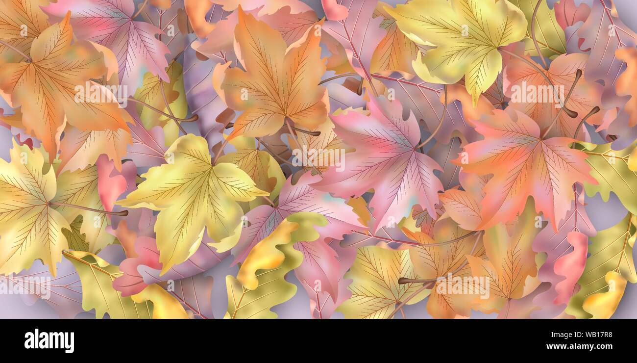 Autumn leaves oak maple Stock Vector Images - Alamy