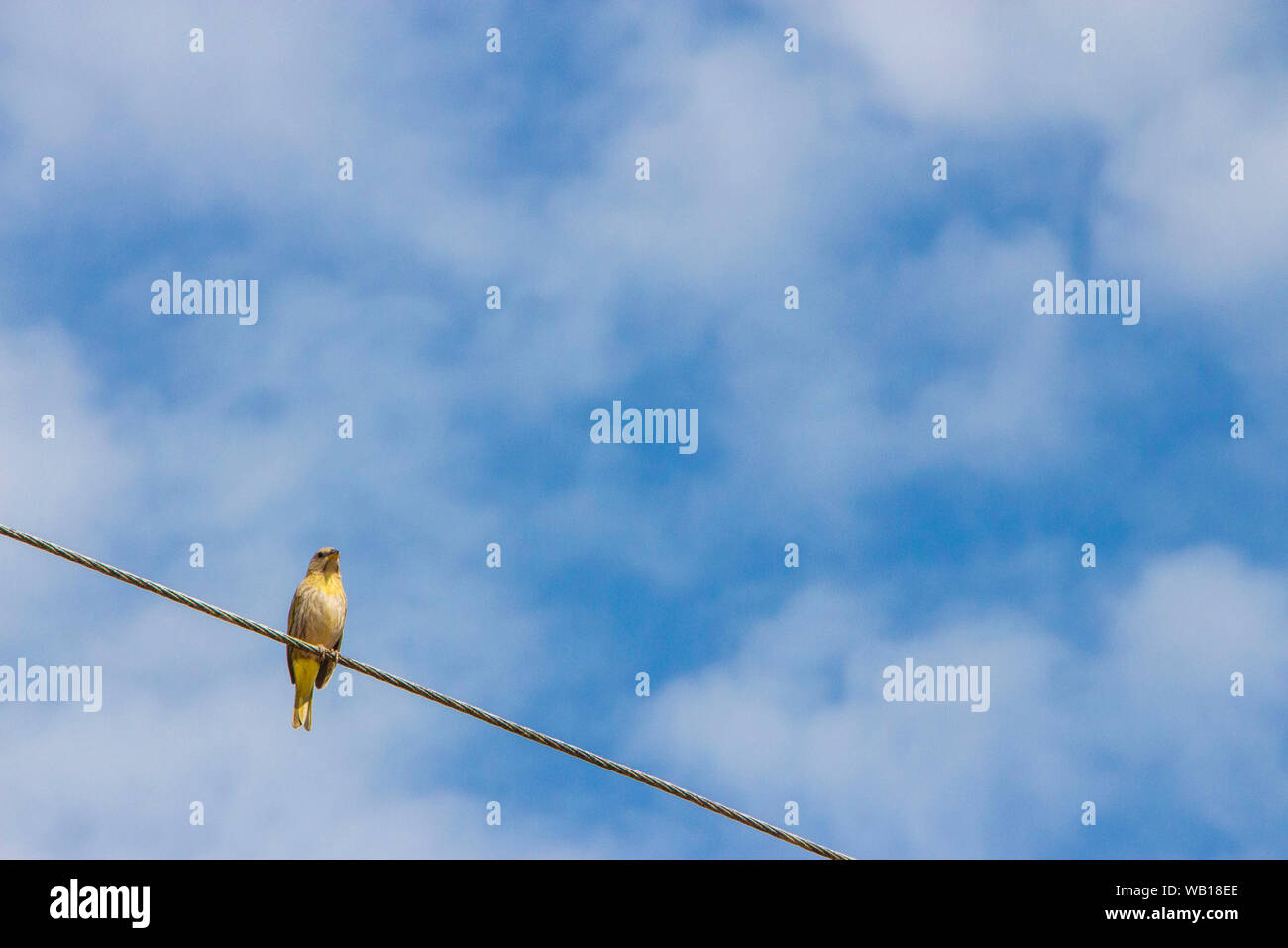 Bird standing on wire rope, Brazil Stock Photo - Alamy