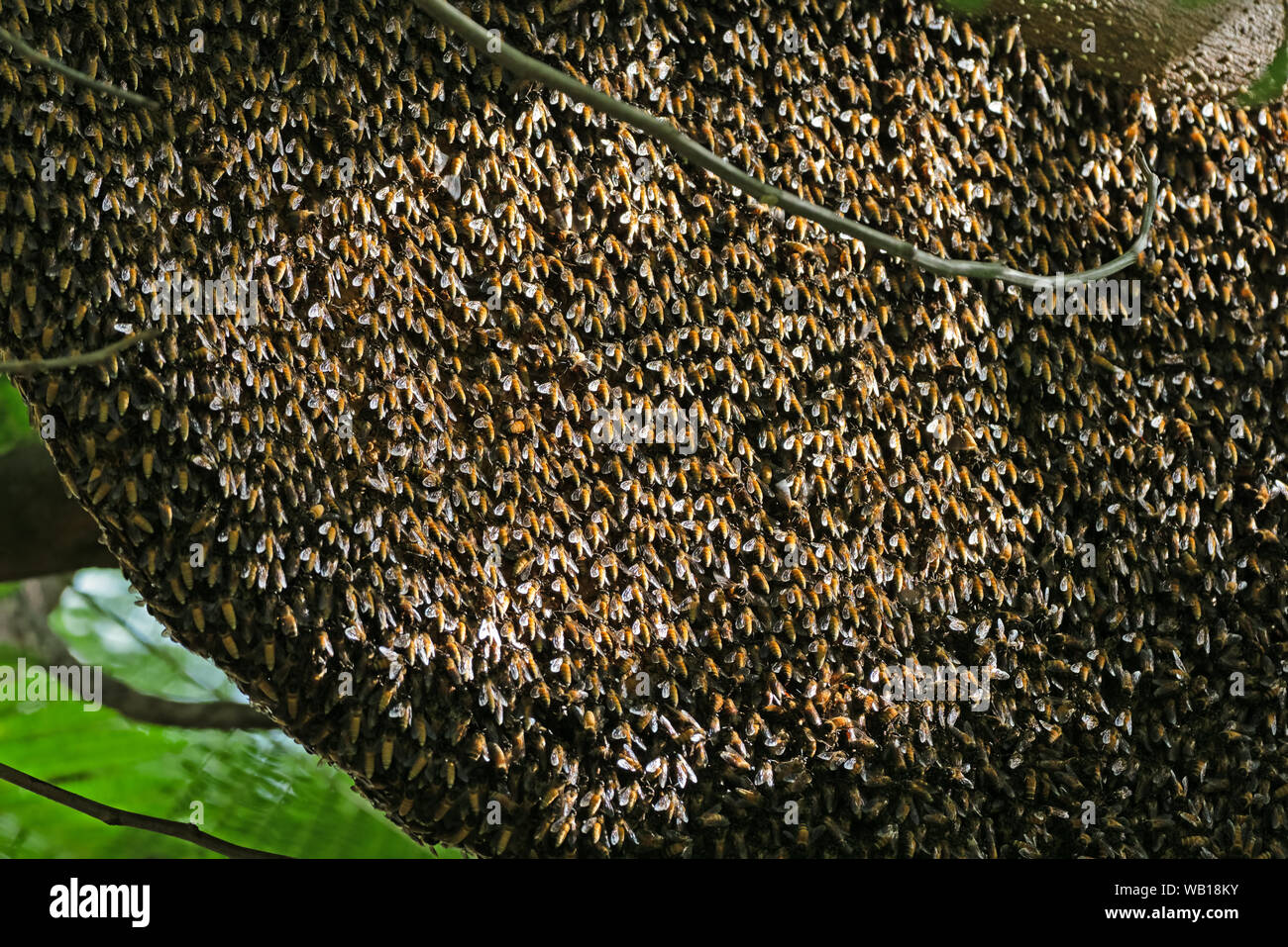 Giant honey bees of asia hi-res stock photography and images - Alamy