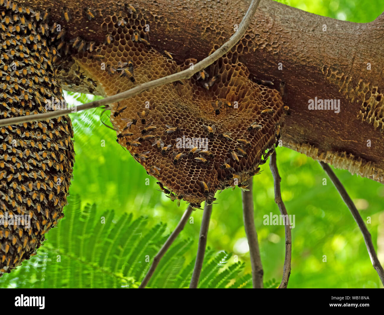 Closeup Huge Beehive of Giant Honey Bees on a Branch, Selective Focus ...