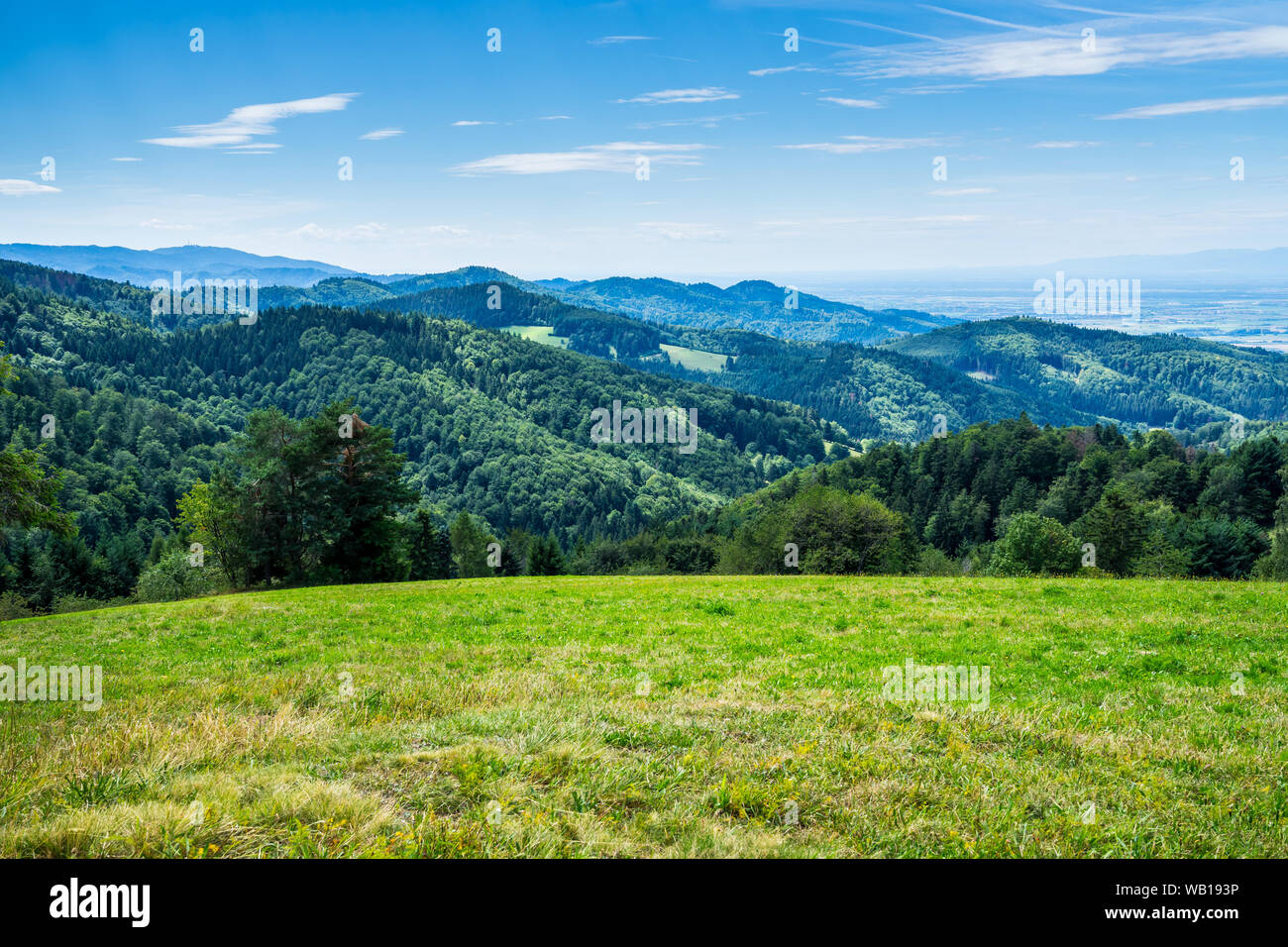 Germany, Spectacular endless clear view over tree tops of fir and ...
