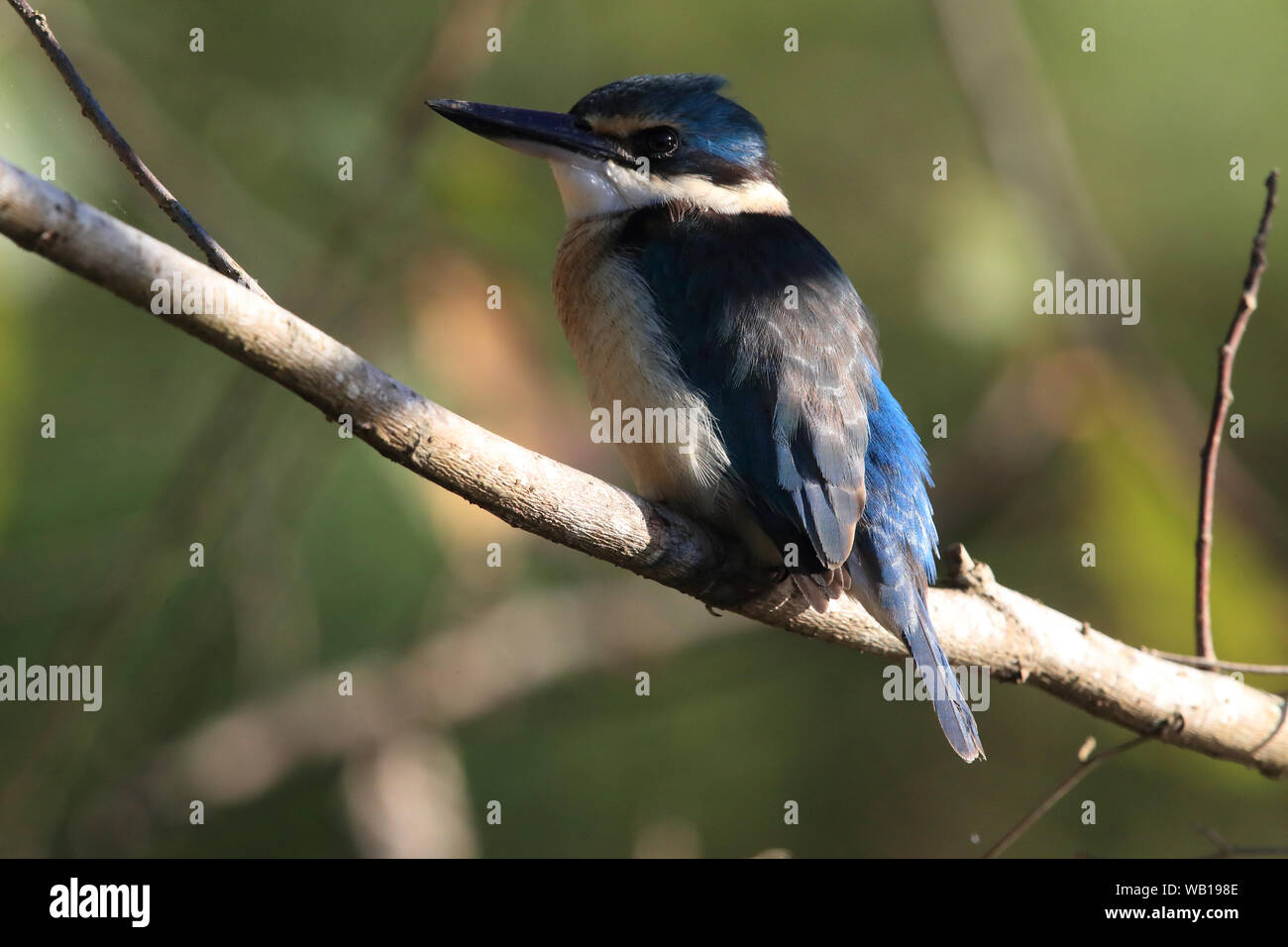 sacred kingfisher (Todiramphus sanctus) Queensland , Australia Stock ...