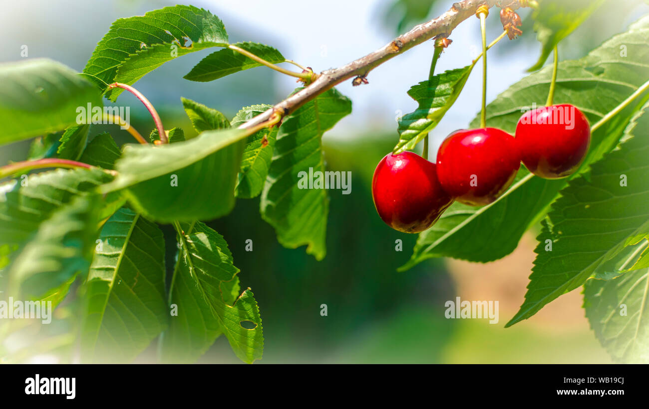Three cherries on tree Stock Photo - Alamy