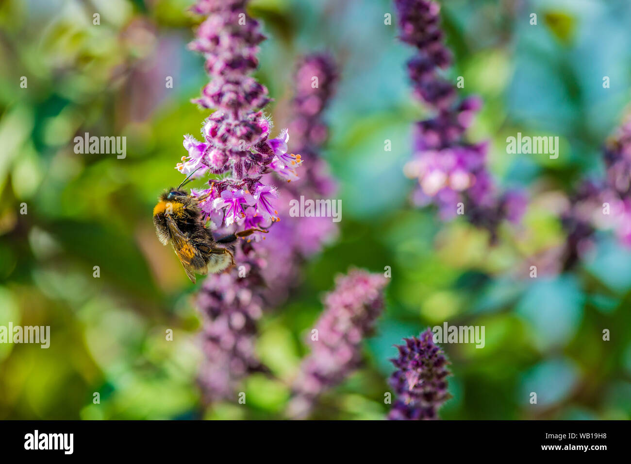 Bumblebee on basil, Ocimum kiliman Stock Photo - Alamy