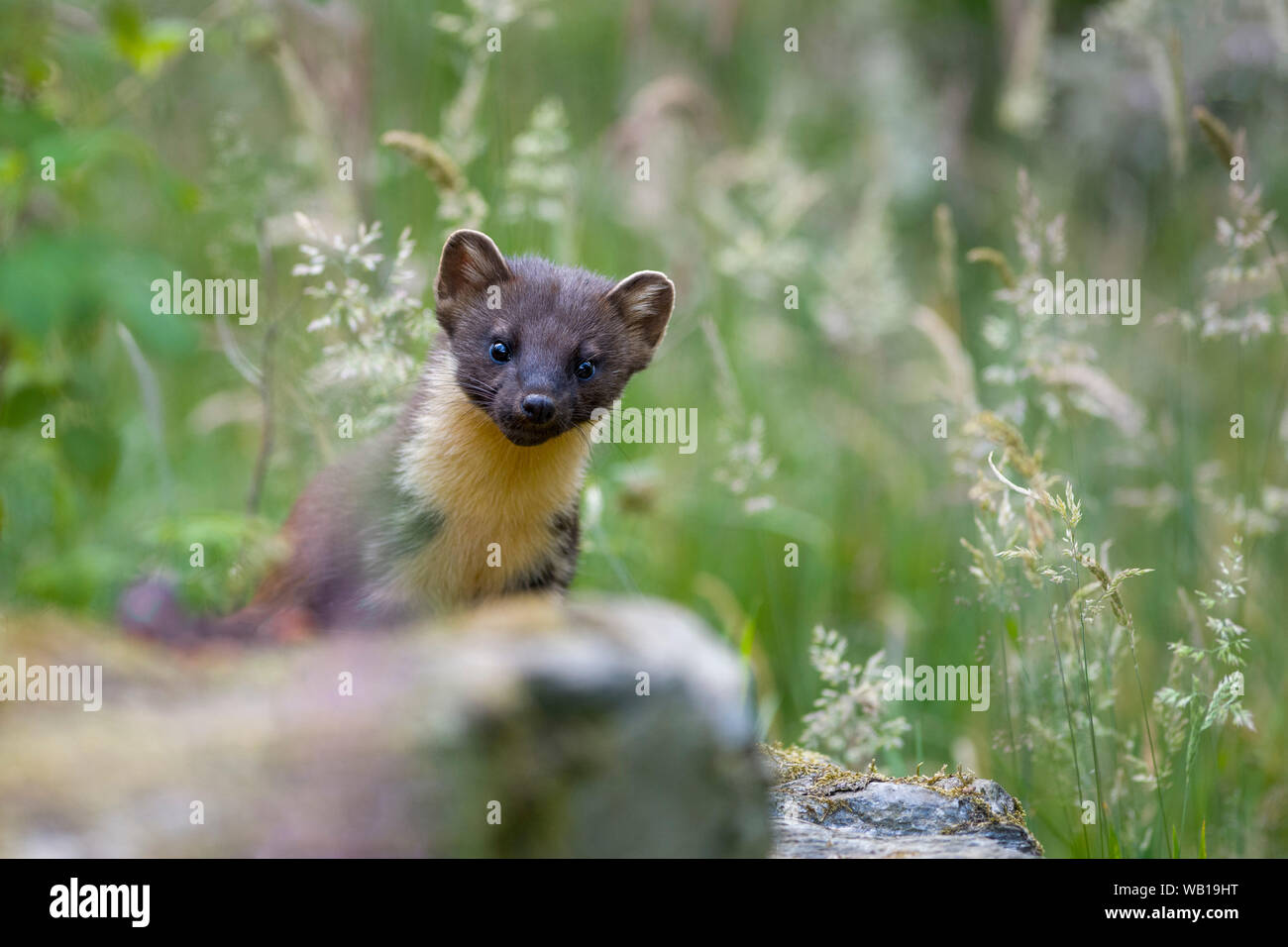 UK, Scotland, portrait of pine marten in nature Stock Photo - Alamy