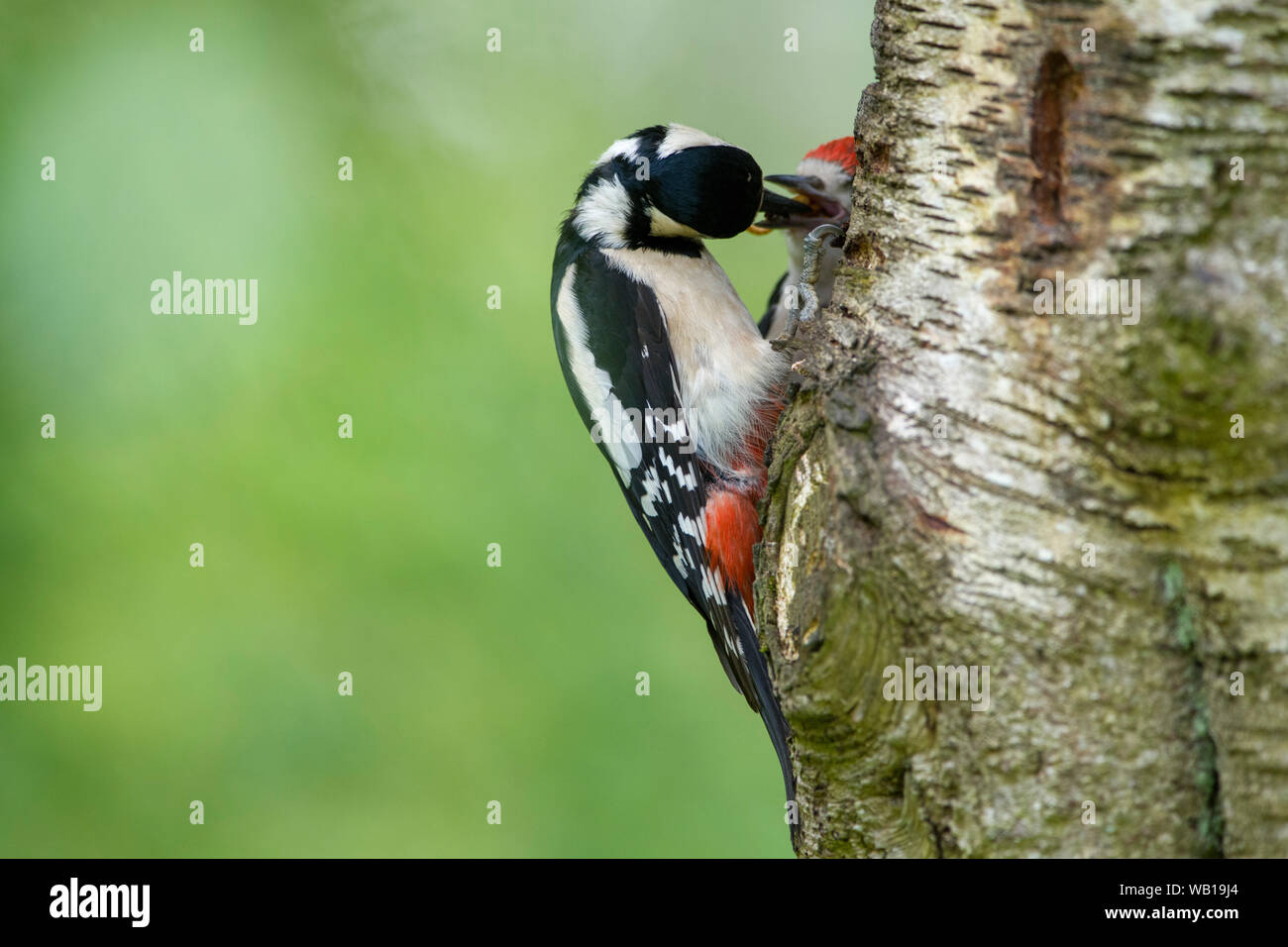 Great spotted woodpecker feeding fledgling Stock Photo - Alamy