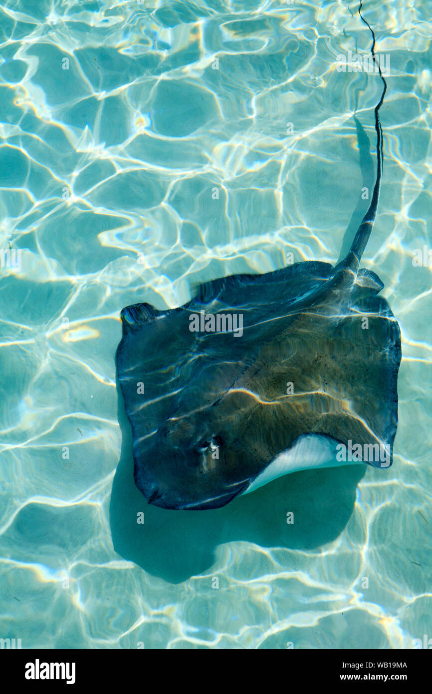 Tourists enjoy a day out with the stingrays at Stingray City in the ...