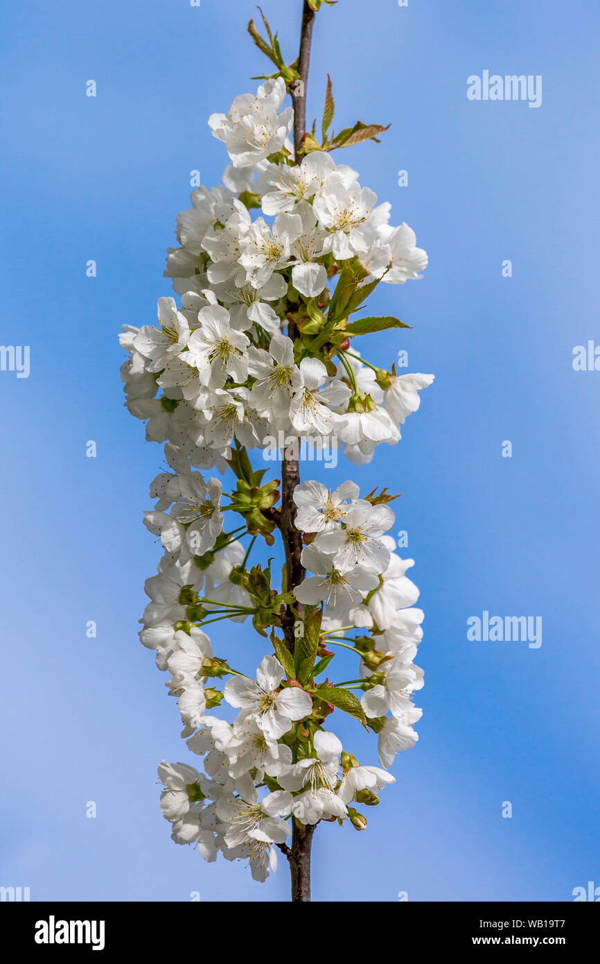 Cerasus hi-res stock photography and images - Alamy