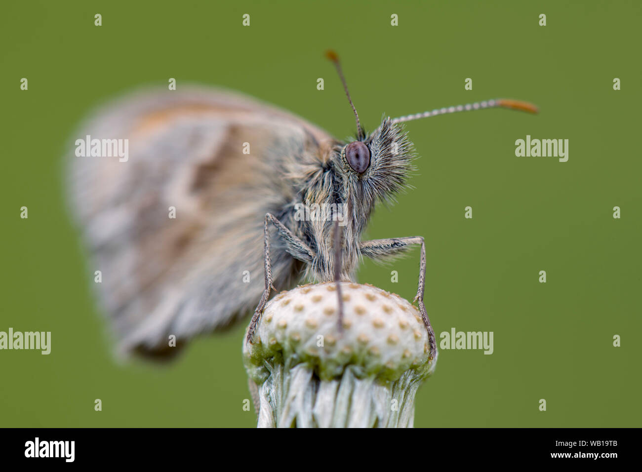Portrait of small heath Stock Photo - Alamy