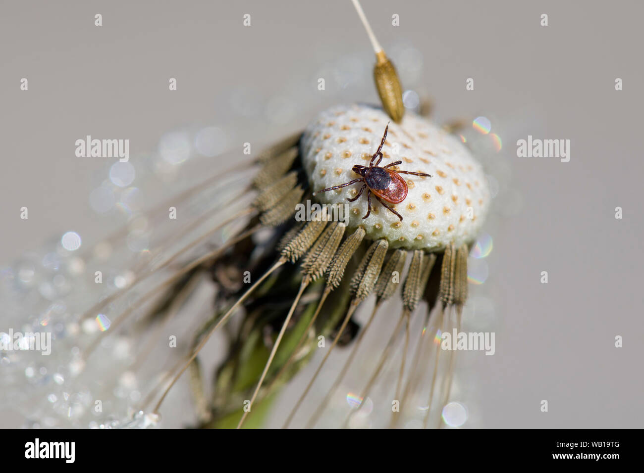 Embedded Tick Head Left