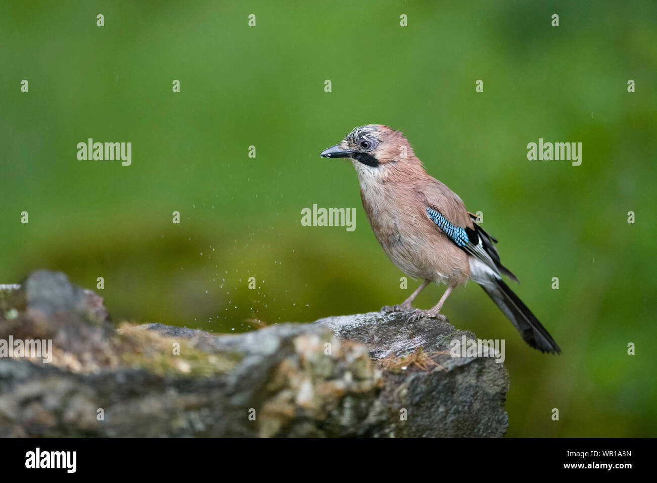 Jay on the tree hi-res stock photography and images - Alamy