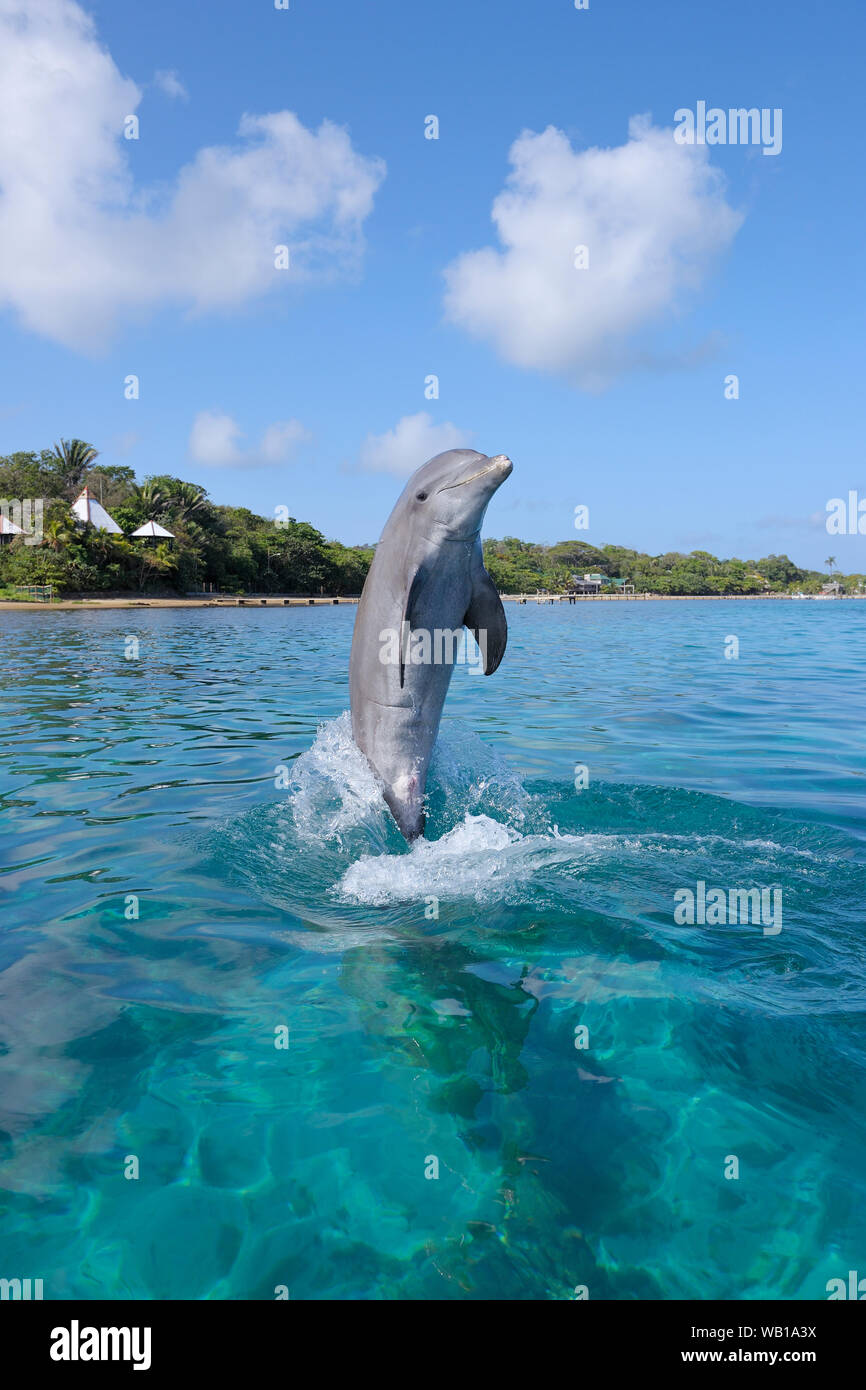 Honduras, Roatan, jumping bottlenose dolphin Stock Photo - Alamy