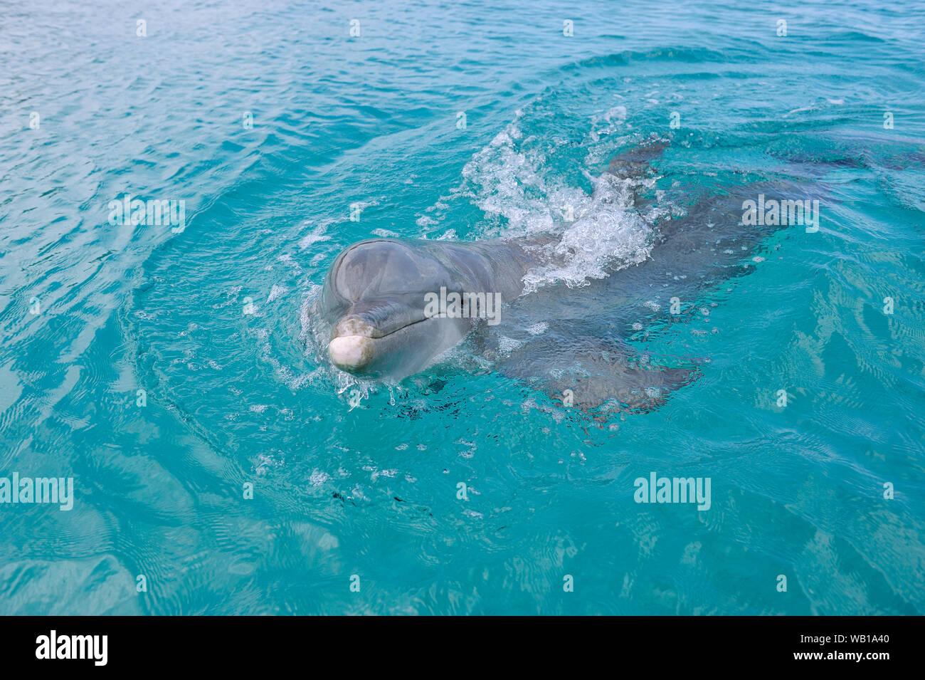 Honduras, Roatan, portrait of swimming bottlenose dolphin Stock Photo ...