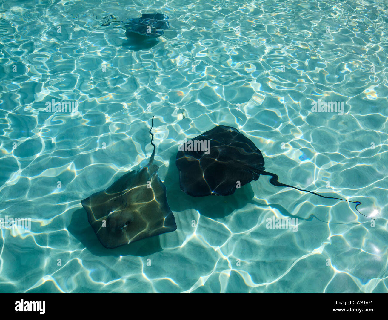 Tourists enjoy a day out with the stingrays at Stingray City in the ...