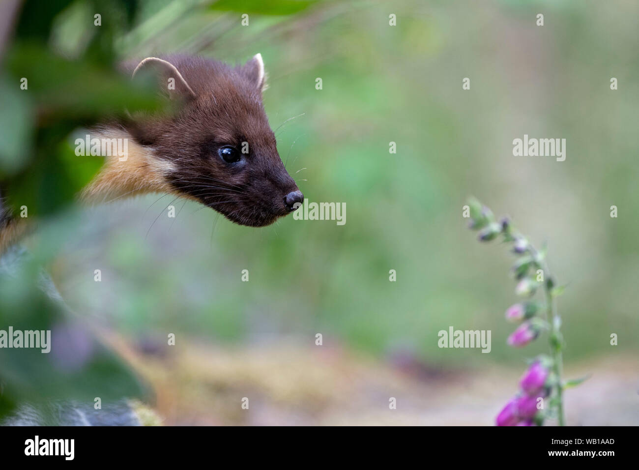 UK, Scotland, portrait of pine marten Stock Photo - Alamy
