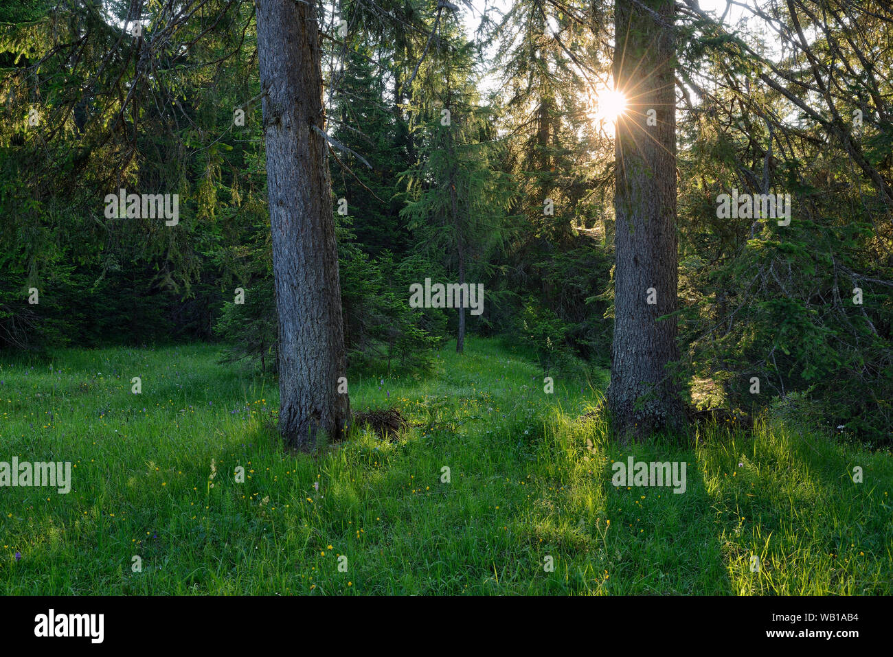 Meadow and forest edge hi-res stock photography and images - Alamy
