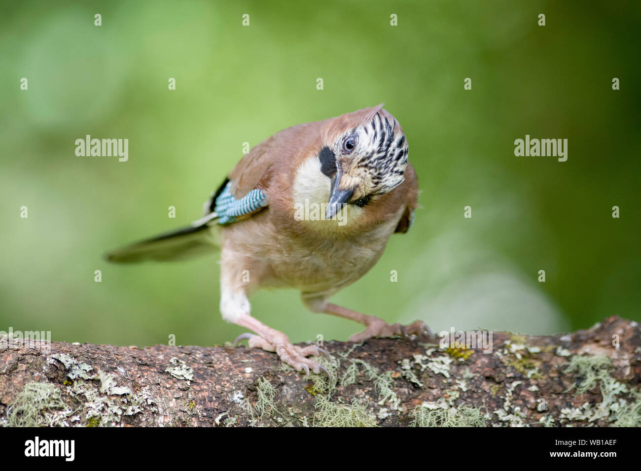 Jay on the tree hi-res stock photography and images - Alamy