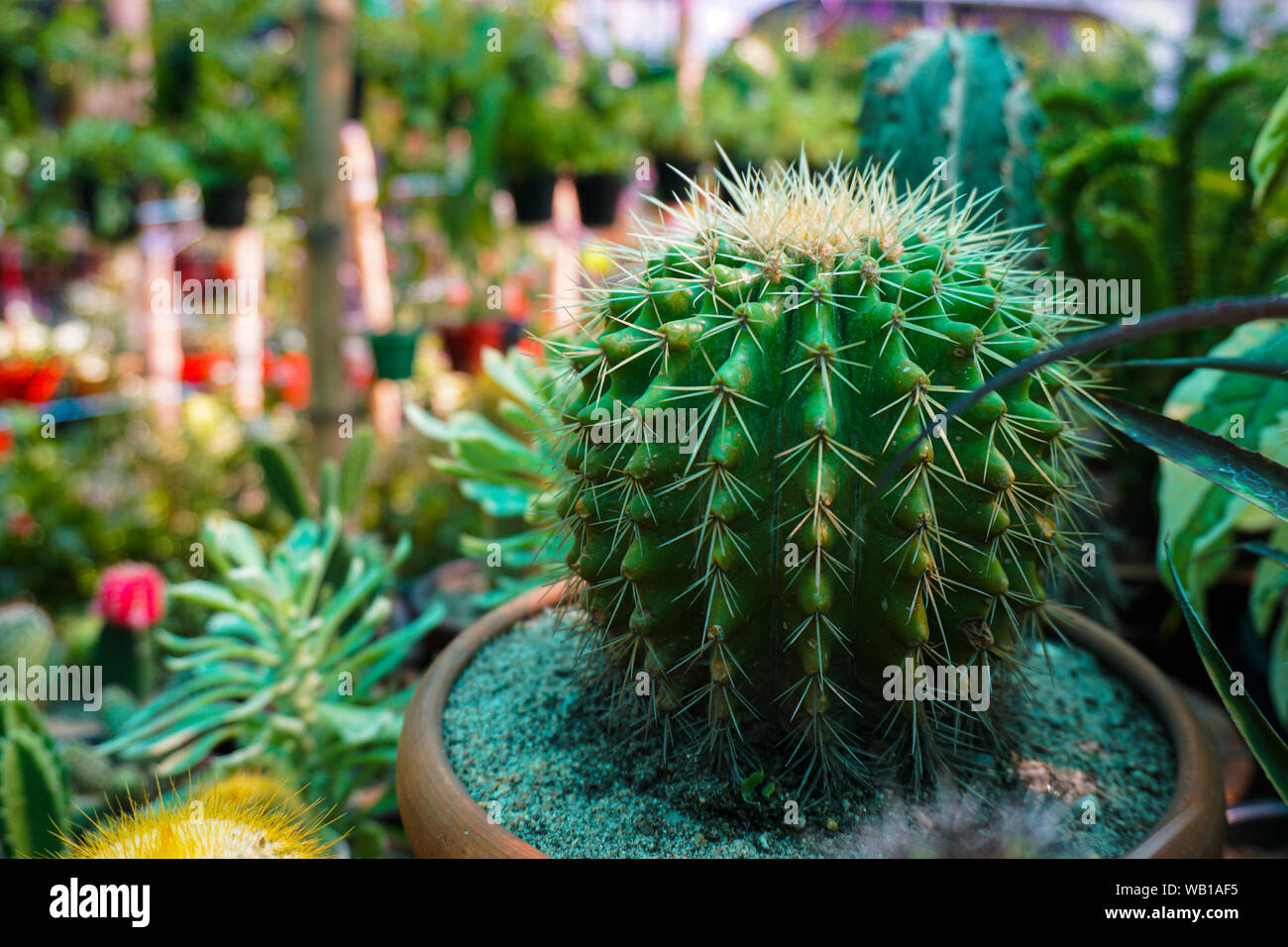 Cactus, (family Cactaceae), plural cacti or cactuses, flowering plant ...
