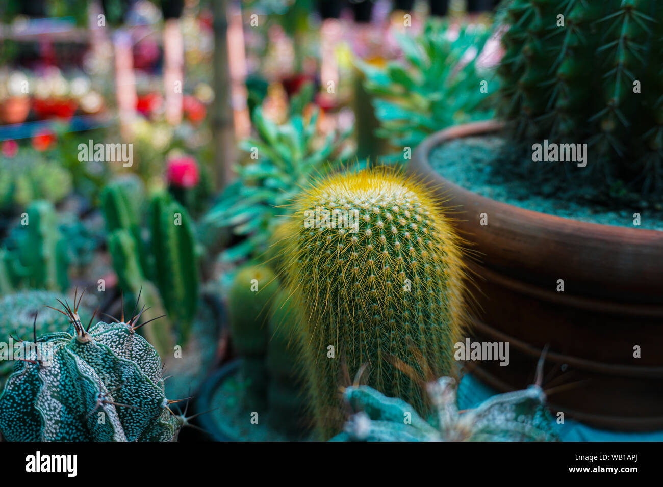 Cactus, (family Cactaceae), plural cacti or cactuses, flowering plant ...