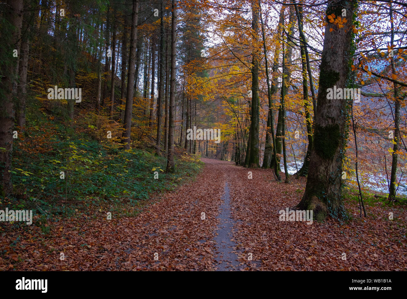 View of colorful landscape with path in autumn Stock Photo - Alamy