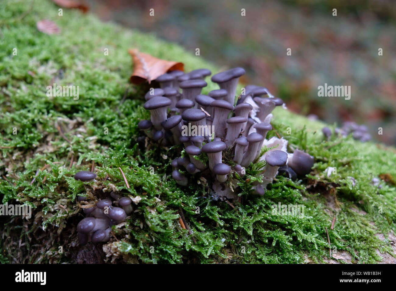 Close up of mushroom growing from a fallen tree Stock Photo - Alamy