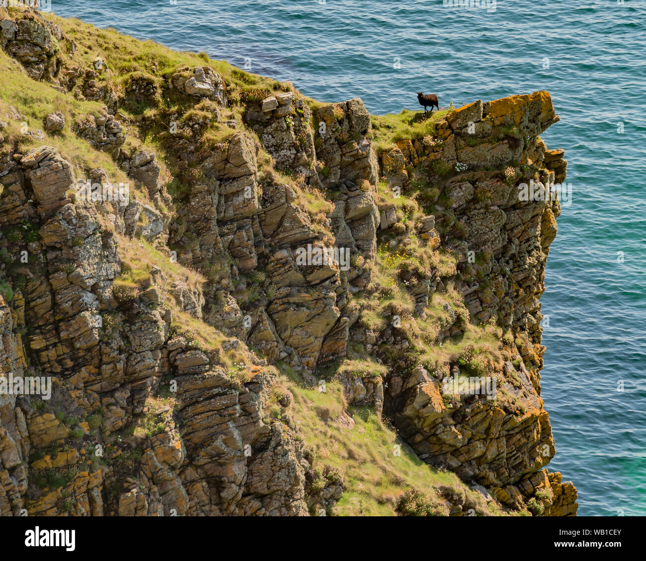 Black sheep on edge of cliff on Hebridean island on summer day with ...