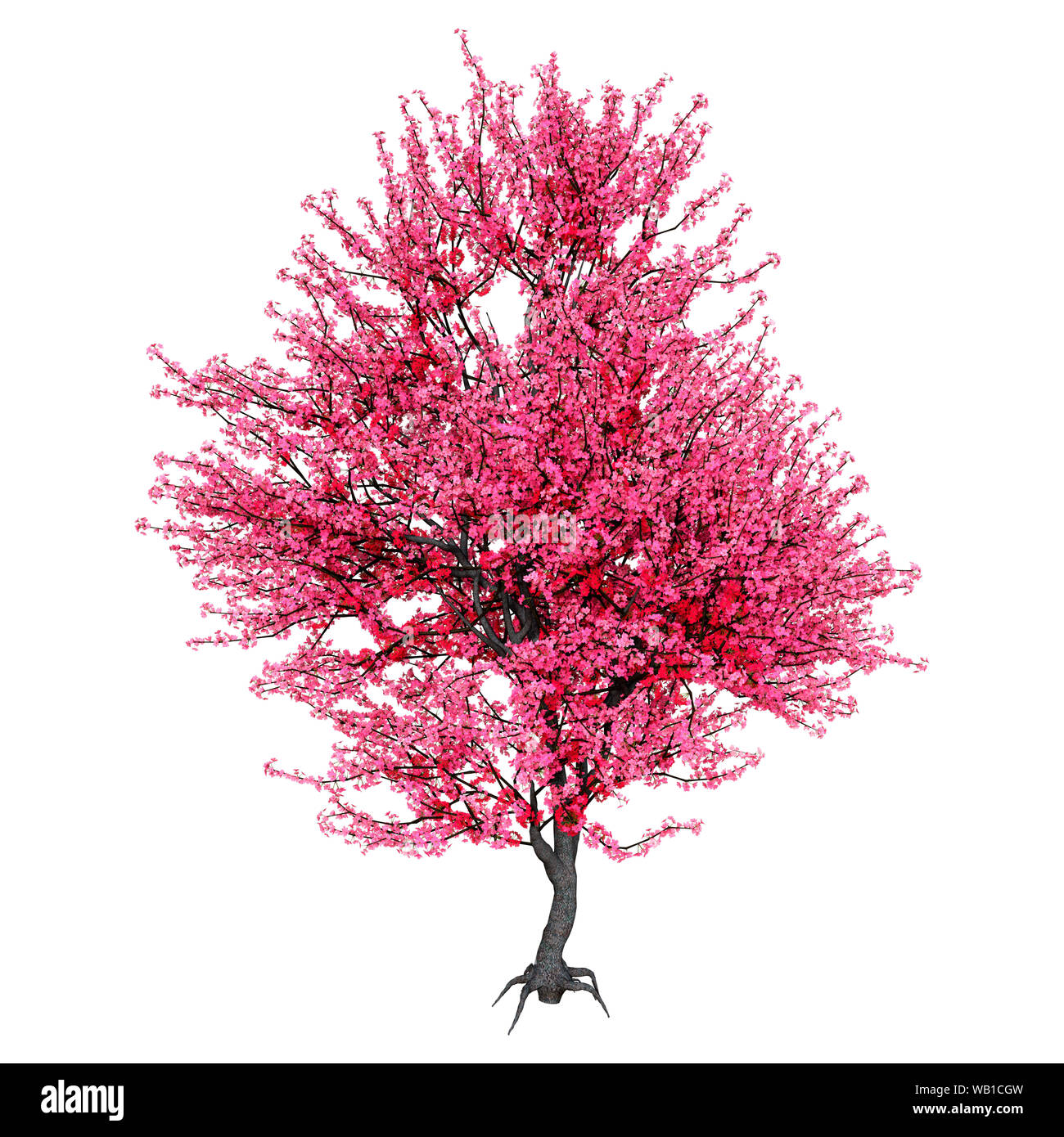 3D rendering of a red blooming sakura tree isolated on white background ...