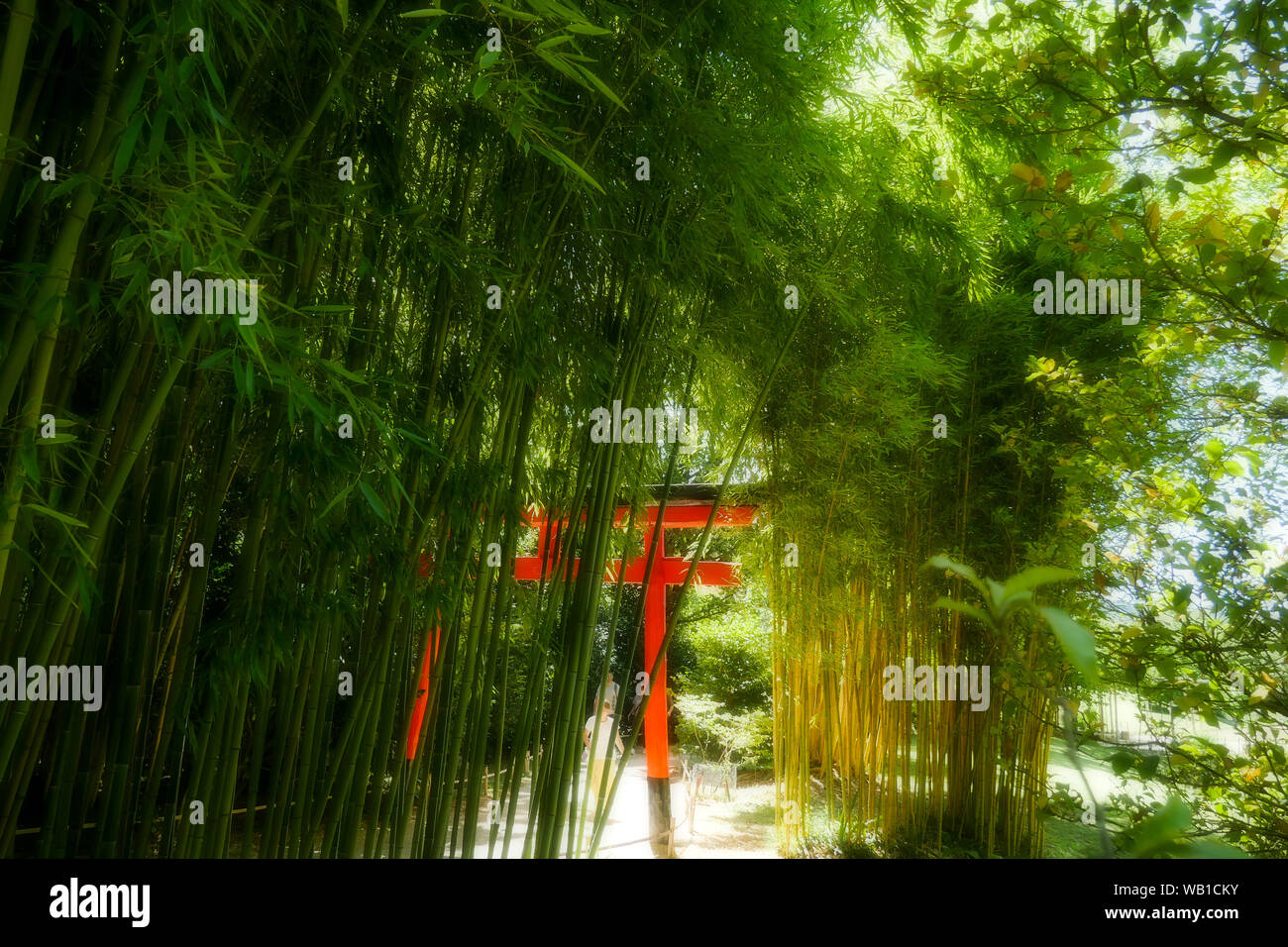 Red Torii and bamboo forest, filtered view, La Bambouseraie - Bamboo ...