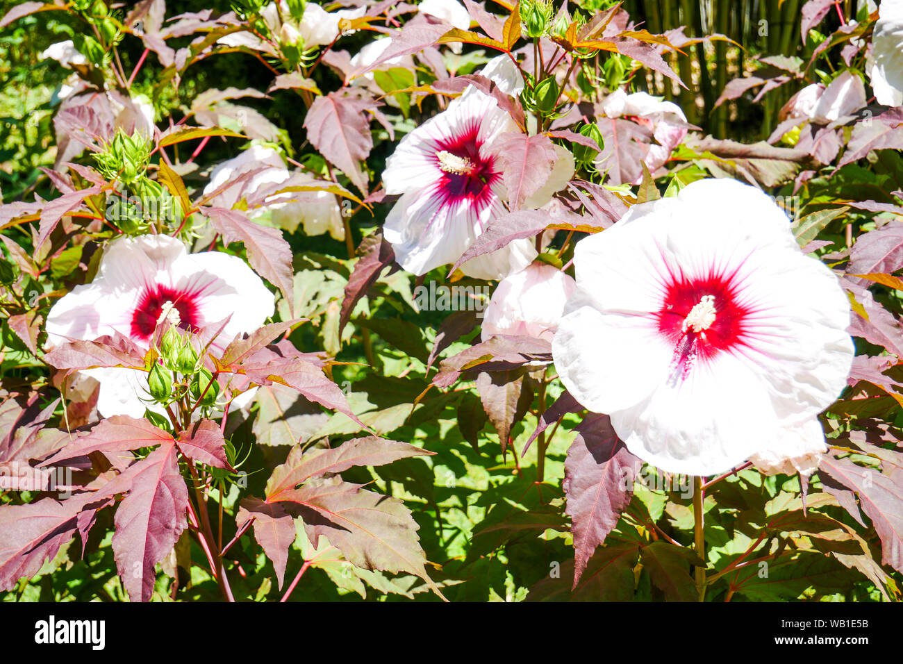 Hibiscus kopper king hi-res stock photography and images - Alamy