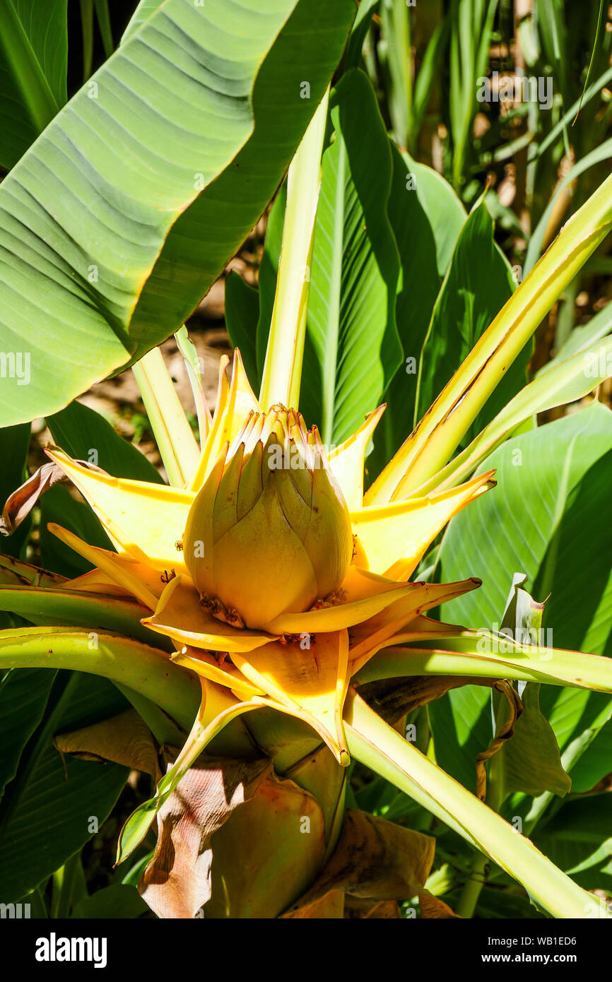 Ananas flower, La Bambouseraie - Bamboo Park, in Prafrance, near Anduze ...