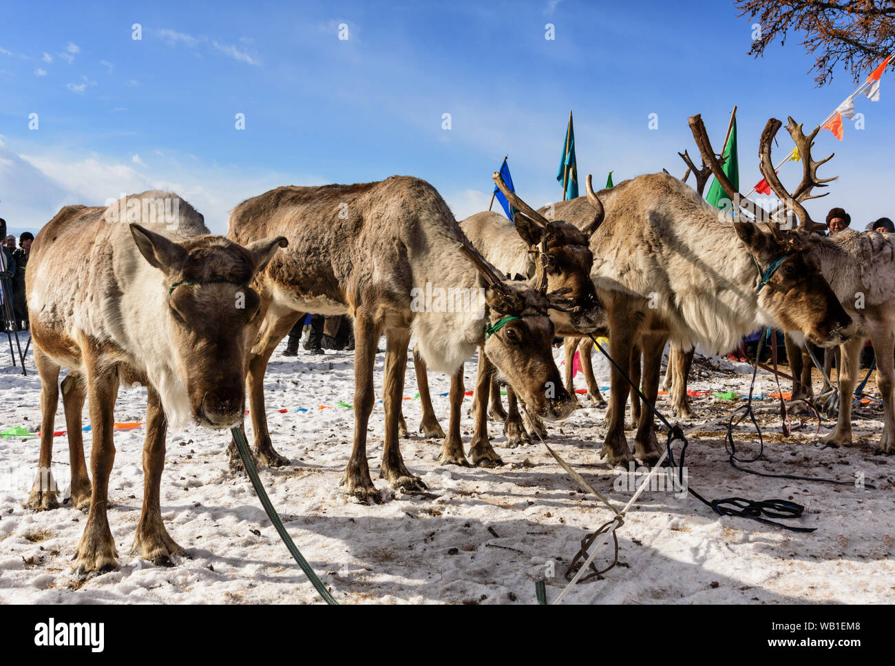 Four reindeers stay with rope stay outdoor. Khuvsgul, Mongolia Stock ...