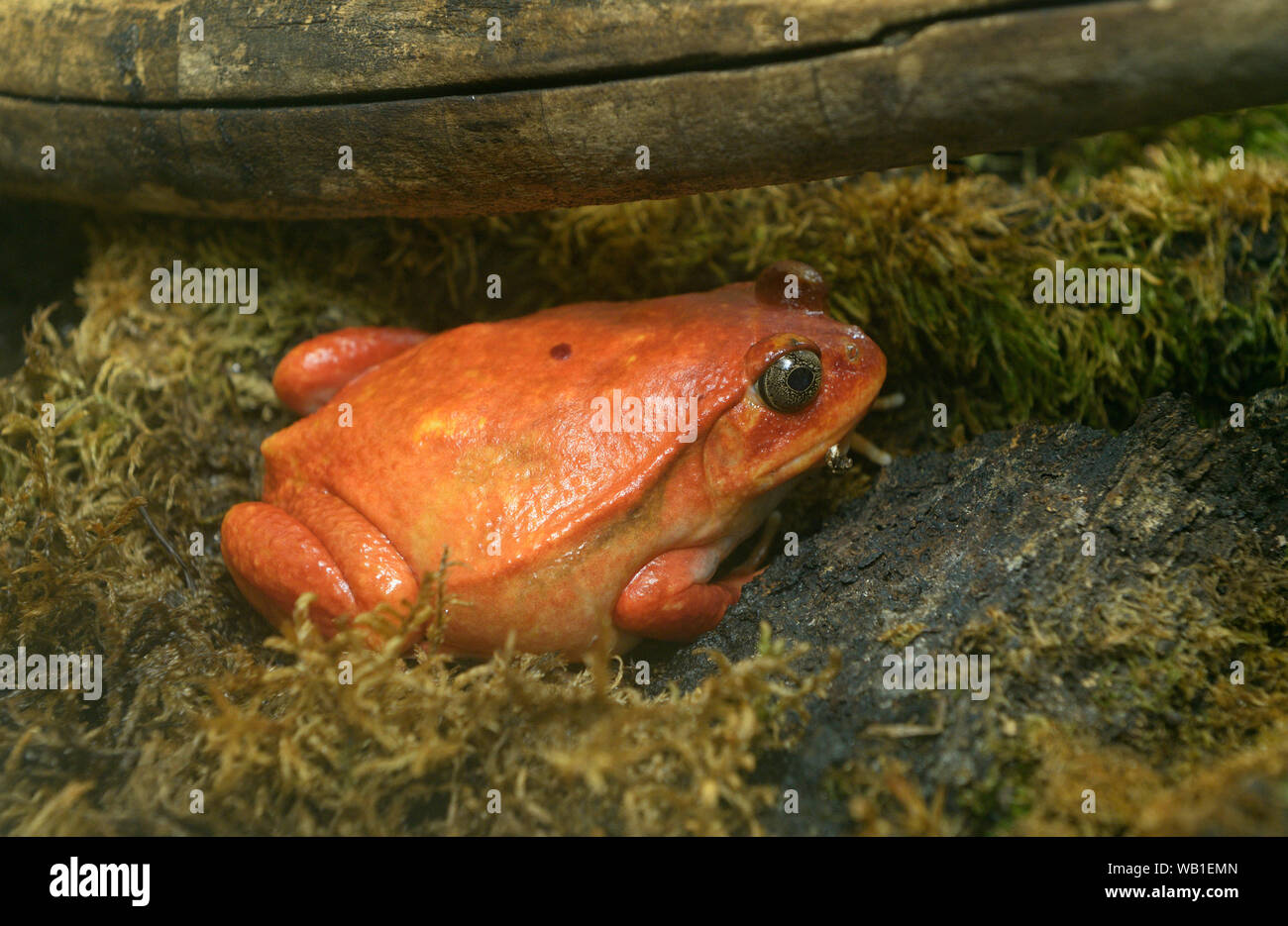 Tomato frog, Dyscophus antongilii, sitting in an aviary of a zoo Stock ...