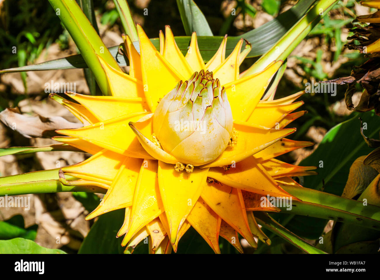 Ananas flower, La Bambouseraie - Bamboo Park, in Prafrance, near Anduze ...